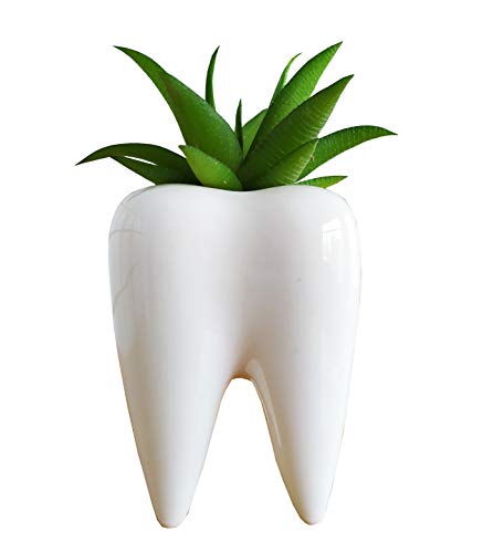 3.93 Inches Tall Tooth Shaped Ceramic Succulent Cactus Vase Flower Pot (Plants Not Included)