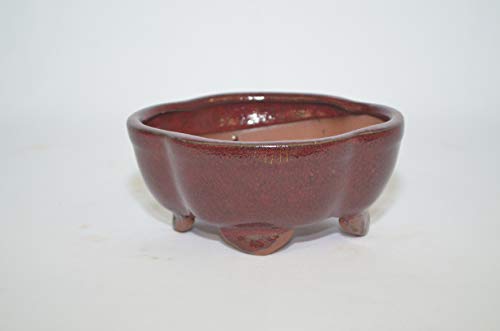 Bonsai Ceramic Pot 5" Lotus Shape, Burgundy Color with draining Holes.