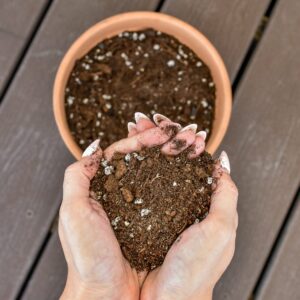 Money Tree Soil, Soil Mix for Planting or Repotting Money Tree, 4qt One Gallon Bag of Soil Blended to Properly Grow Money Tree Plants