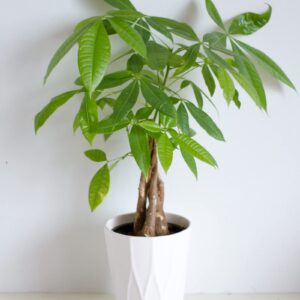 Money Tree Soil, Soil Mix for Planting or Repotting Money Tree, 4qt One Gallon Bag of Soil Blended to Properly Grow Money Tree Plants