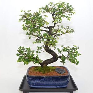 Indoor Bonsai, 20 Years Old, S Trunk Style.