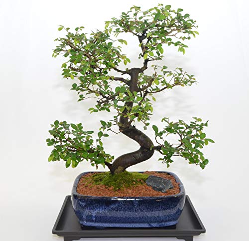 Indoor Bonsai, 20 Years Old, S Trunk Style.