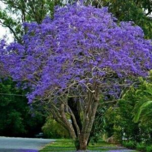 Beautiful Flowering Blue Jacaranda Tree Plant 5-11" Tall Potted (no California)