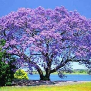 Beautiful Flowering Blue Jacaranda Tree Plant 5-11" Tall Potted (no California)