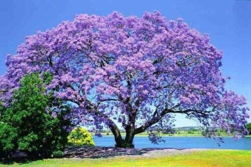 Beautiful Flowering Blue Jacaranda Tree Plant 5-11" Tall Potted (no California)