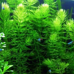 3 hornwort bunch plants for ponds or aquariums