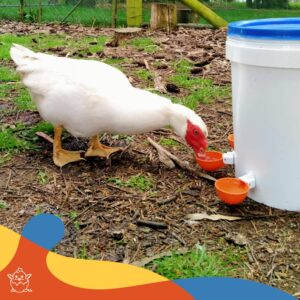 (5 Pack) Lil Clucker Large Automatic Chicken Waterer Cups | Chicken Water Feeder Suitable for Chicks, Duck, Goose, Turkey and Bunny | Poultry Water Feeder Kit (Orange)