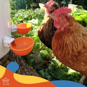 (5 Pack) Lil Clucker Large Automatic Chicken Waterer Cups | Chicken Water Feeder Suitable for Chicks, Duck, Goose, Turkey and Bunny | Poultry Water Feeder Kit (Orange)