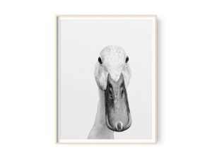 black and white cute female duck portrait print | farm animal art for children's nursery | rustic farmhouse duckling kitchen art | country home wall decor | 11x14 ready to frame | bathroom wall art