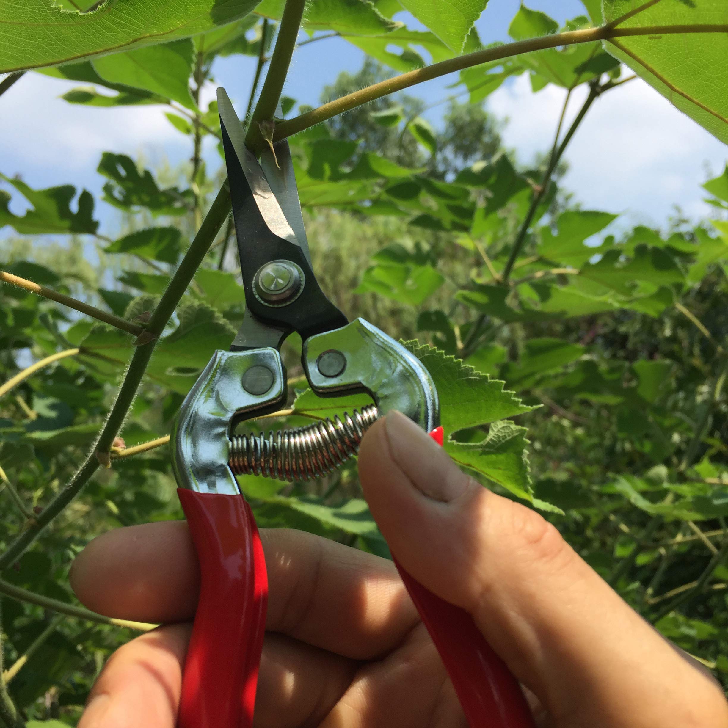 Gonicc Professional Micro-Tip Pruning Snip (GPPS-1008) and 7.3" Bonsai Scissors(GPPS-1012), For Arranging Flowers, Trimming Plants, For Grow Room or Gardening, Bonsai Tools. Garden Scissors Loppers.