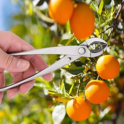 Knob Cutter Bonsai Cutter Oblique Pliers Composite Steel Cutter Concave Cutter Round Splitter Bonsai Scissors(205mm)