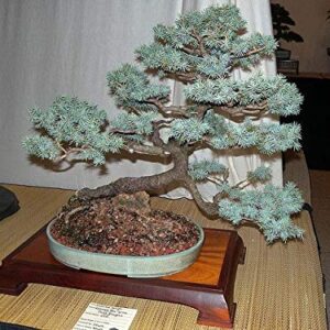 Blue Spruce Bonsai Tree Seeds for Planting | 20 Seeds | Popular Coniferous Tree for Bonsai