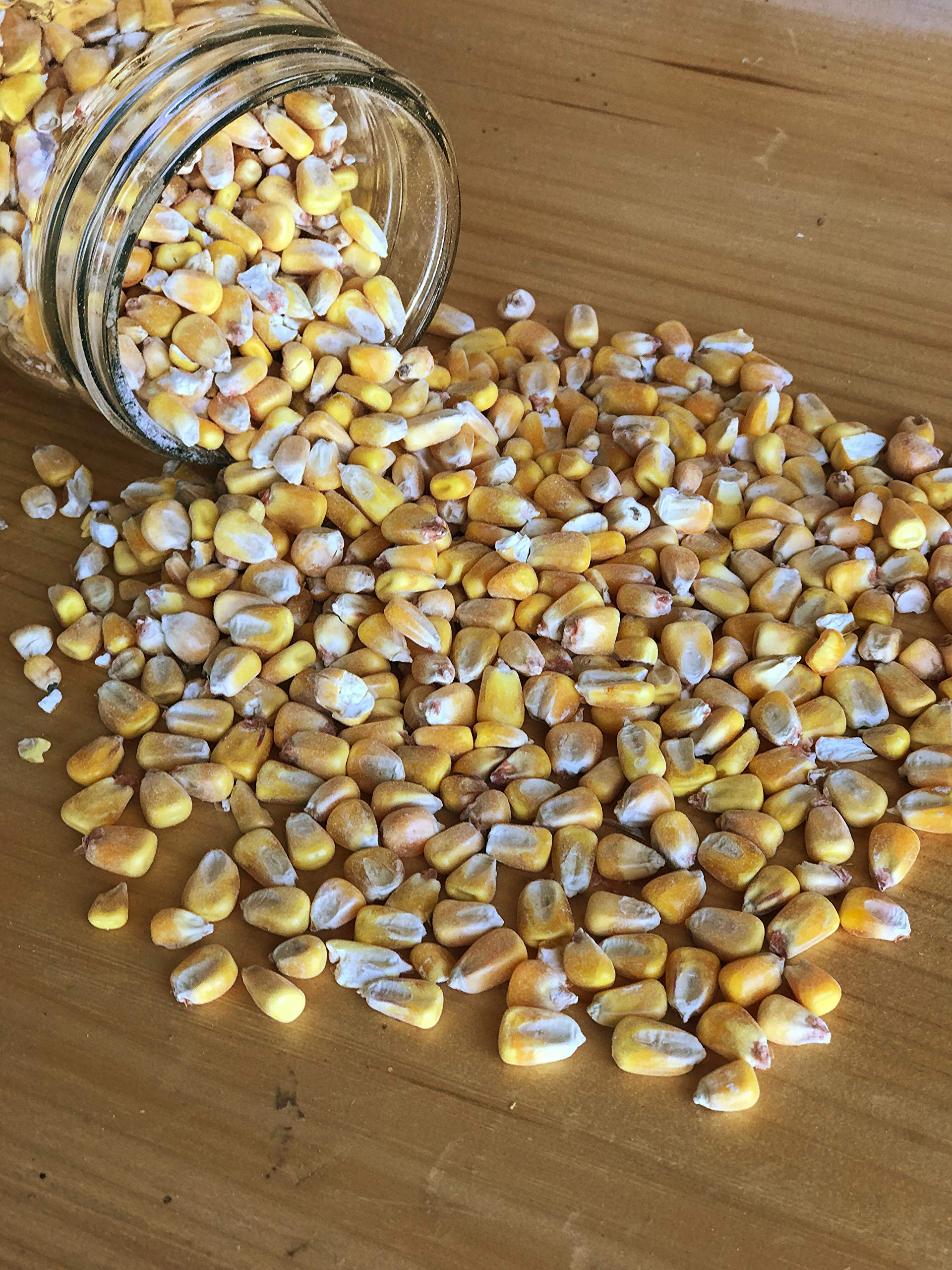 Homestead Harvest Ernst Grain Whole Corn – Perfect Feed for Deer, Squirrels, Chickens, Ducks, Rabbits, Geese, and More! (50 lb)