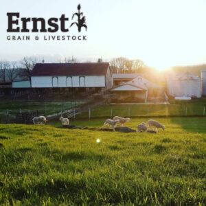 Homestead Harvest Ernst Grain Whole Corn – Perfect Feed for Deer, Squirrels, Chickens, Ducks, Rabbits, Geese, and More! (50 lb)