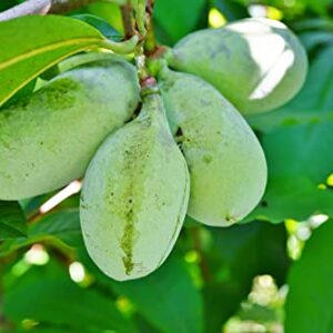 Paw paw Tree Seeds for Planting | 6 Seeds | Edible Fruit Tree, Made in USA. Ships from Iowa. Fun and Easy to Grow Your Own Food, Exotic Pawpaw Tree Seeds