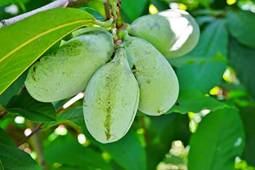 Paw paw Tree Seeds for Planting | 6 Seeds | Edible Fruit Tree, Made in USA. Ships from Iowa. Fun and Easy to Grow Your Own Food, Exotic Pawpaw Tree Seeds