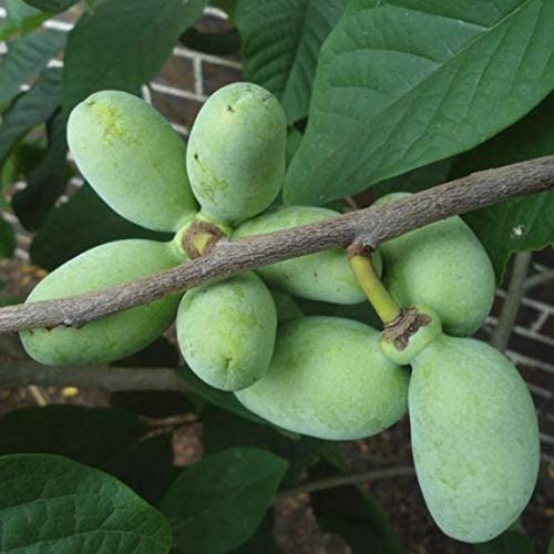 Paw paw Tree Seeds for Planting | 6 Seeds | Edible Fruit Tree, Made in USA. Ships from Iowa. Fun and Easy to Grow Your Own Food, Exotic Pawpaw Tree Seeds