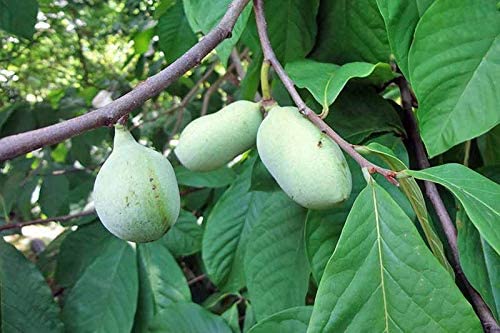 Paw paw Tree Seeds for Planting | 6 Seeds | Edible Fruit Tree, Made in USA. Ships from Iowa. Fun and Easy to Grow Your Own Food, Exotic Pawpaw Tree Seeds