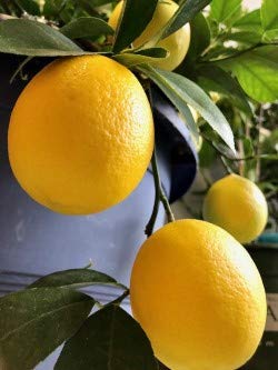 Meyer Lemon Tree 6" To 10" Live Plant