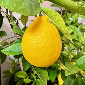 Meyer Lemon Tree 6" To 10" Live Plant