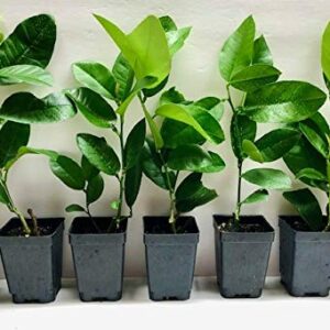 Meyer Lemon Tree 6" To 10" Live Plant