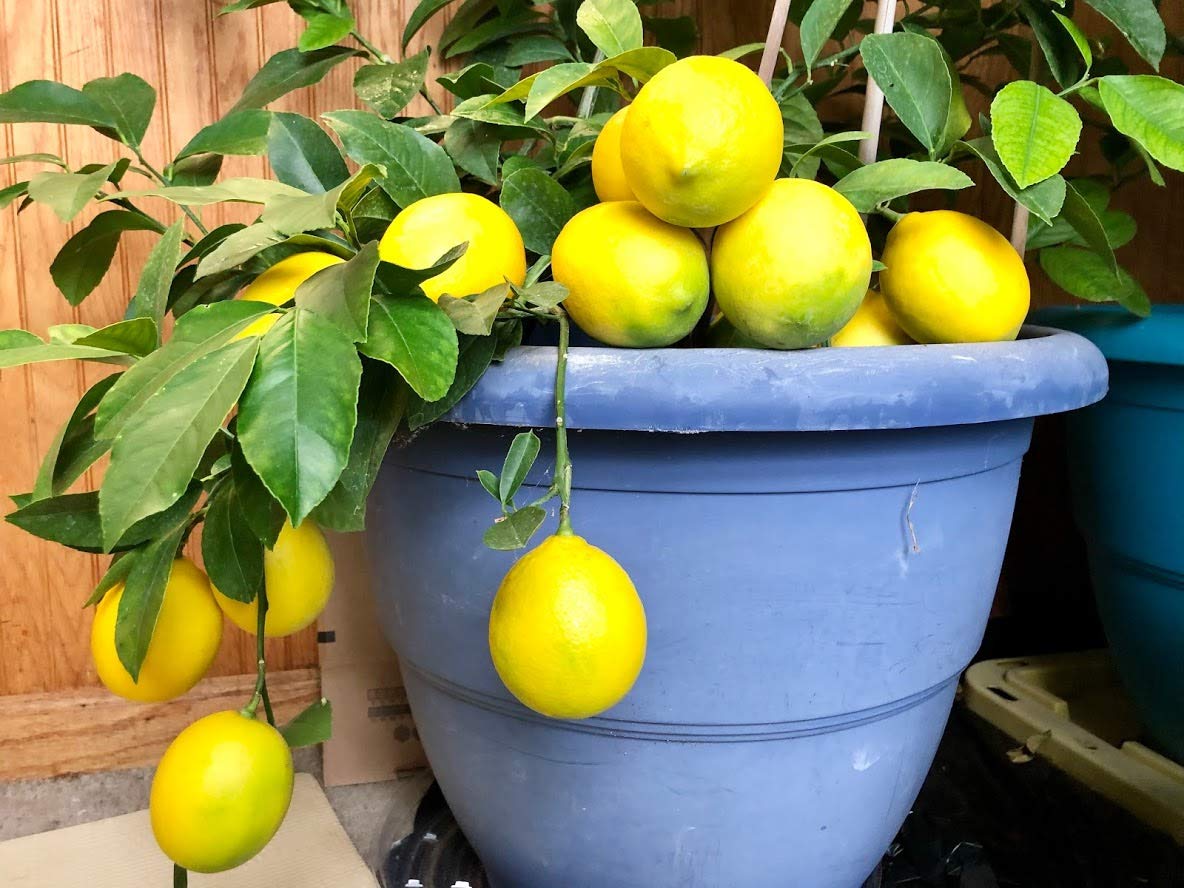 Meyer Lemon Tree 6" To 10" Live Plant