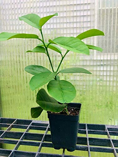 Meyer Lemon Tree 6" To 10" Live Plant