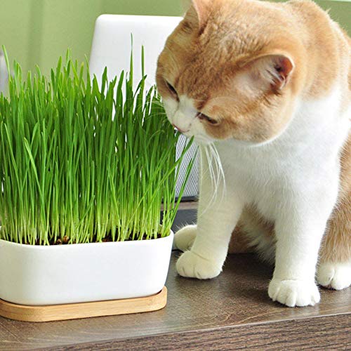 Cat Grass Growing Soil, Soil for Starting and Growing Cat Grass, Loose Coconut Coir for Growing Cat Grass- 4qt