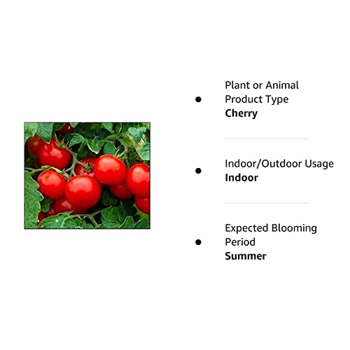 250 Cherry Tomato Seeds Large | Non-GMO | Fresh Garden Seeds