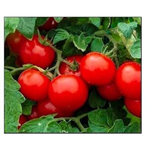 250 Cherry Tomato Seeds Large | Non-GMO | Fresh Garden Seeds