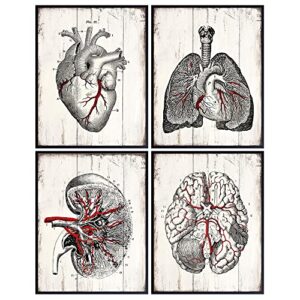 medical anatomy - vintage human organs wall art sign plaque set - shabby chic photo pictures prints for doctor clinic, dr office - gift for nurse, med student, cardiologist, neurologist - unframed