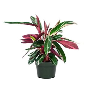 american plant exchange live stromanthe trio star plant, prayer plant, plant pot for home and garden decor, 6" pot