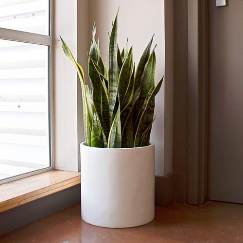 Elly Decor 11.5-inch Cylinder Pot, fiberstone Handmade by artisans, with Drainage Hole and Plug, Outdoor and Indoors Planter, Lightweight, Hand-Painted, Matte White