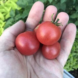 Rosy Finch Micro Dwarf Japanese Bonsai Tomato Premium Seed Packet