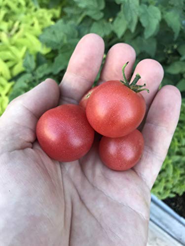 Rosy Finch Micro Dwarf Japanese Bonsai Tomato Premium Seed Packet