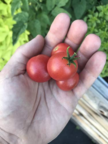 Rosy Finch Micro Dwarf Japanese Bonsai Tomato Premium Seed Packet