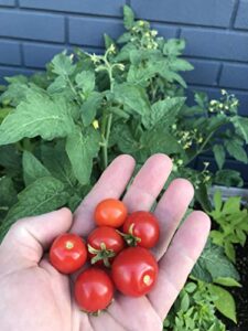 bonsai red micro dwarf japanese tomato premium seed packet