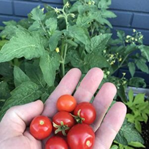 Bonsai Red Micro Dwarf Japanese Tomato Premium Seed Packet