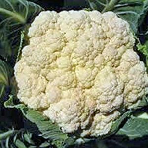 Cauliflower Seed, Snowball Y, Heirloom, Non GMO, 25 Seeds, Large, Delicious and Healthy