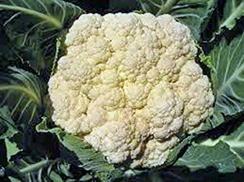 Cauliflower Seed, Snowball Y, Heirloom, Non GMO, 25 Seeds, Large, Delicious and Healthy