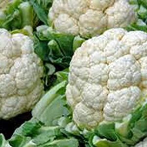 Cauliflower Seed, Snowball Y, Heirloom, Non GMO, 25 Seeds, Large, Delicious and Healthy