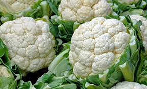 Cauliflower Seed, Snowball Y, Heirloom, Non GMO, 25 Seeds, Large, Delicious and Healthy