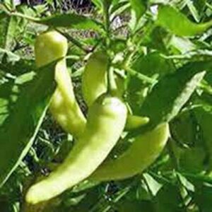 pepper, sweet banana, heirloom, 25 seeds, mild sweet great in salads