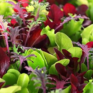 This is a Mix!!! 2000+ Seeds Microgreens Mix 40 Varieties - About 1 oz. - Superfood Seeds Heirloom Non-GMO Delicious Easy to Grow! from USA Fresh and Tested Seeds!