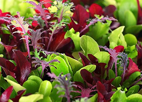 This is a Mix!!! 2000+ Seeds Microgreens Mix 40 Varieties - About 1 oz. - Superfood Seeds Heirloom Non-GMO Delicious Easy to Grow! from USA Fresh and Tested Seeds!