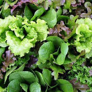 This is a Mix!!! 2000+ Seeds Microgreens Mix 40 Varieties - About 1 oz. - Superfood Seeds Heirloom Non-GMO Delicious Easy to Grow! from USA Fresh and Tested Seeds!