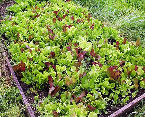 This is a Mix!!! 2000+ Seeds Microgreens Mix 40 Varieties - About 1 oz. - Superfood Seeds Heirloom Non-GMO Delicious Easy to Grow! from USA Fresh and Tested Seeds!