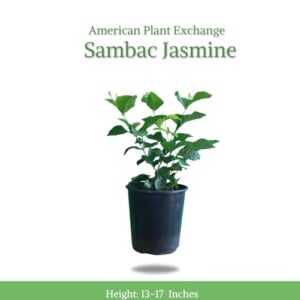 American Plant Exchange Sambac Jasmine - Fragrant White Blooms, Evergreen Foliage, Ideal for Gardens and Indoor Aromatherapy