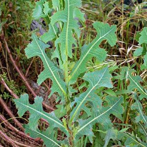 prickly wild lettuce seeds (lactuca serriola) packet of 25 seeds