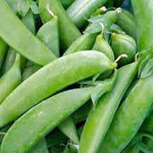 Pea Seed, Sugar Daddy Snap Pea, Heirloom, Non GMO, 50 Seeds, Perfect Peas, Country Creek Acres